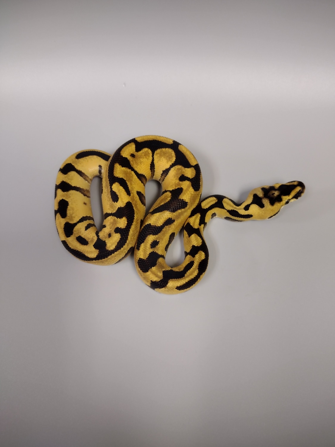 Pastel Leopard Enchi 66% Het Clown 66% Het Cryptic Ball Python by ...