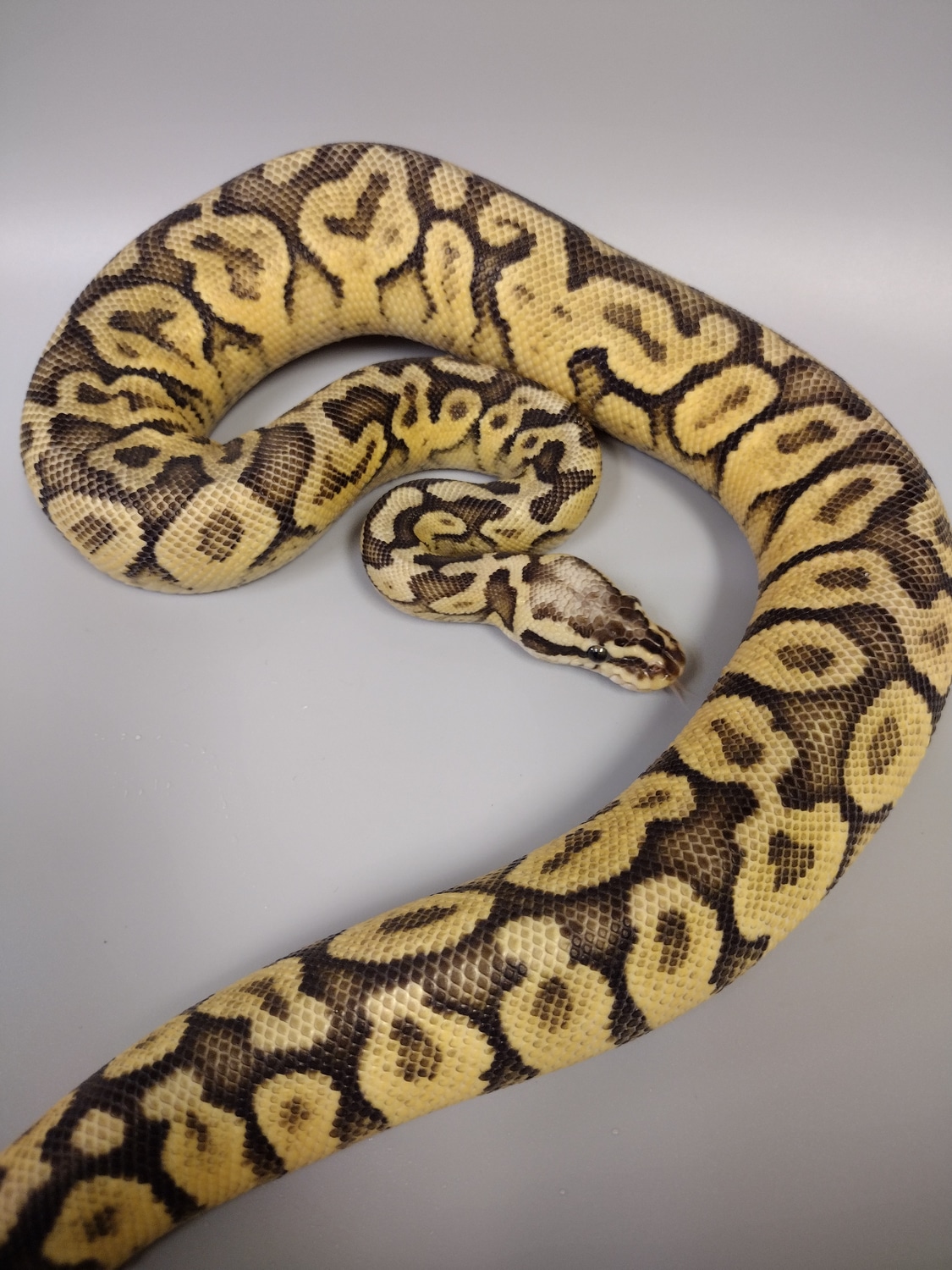 Super Pastel Orange Dream Yellowbelly Ball Python by Beasties a pet ...