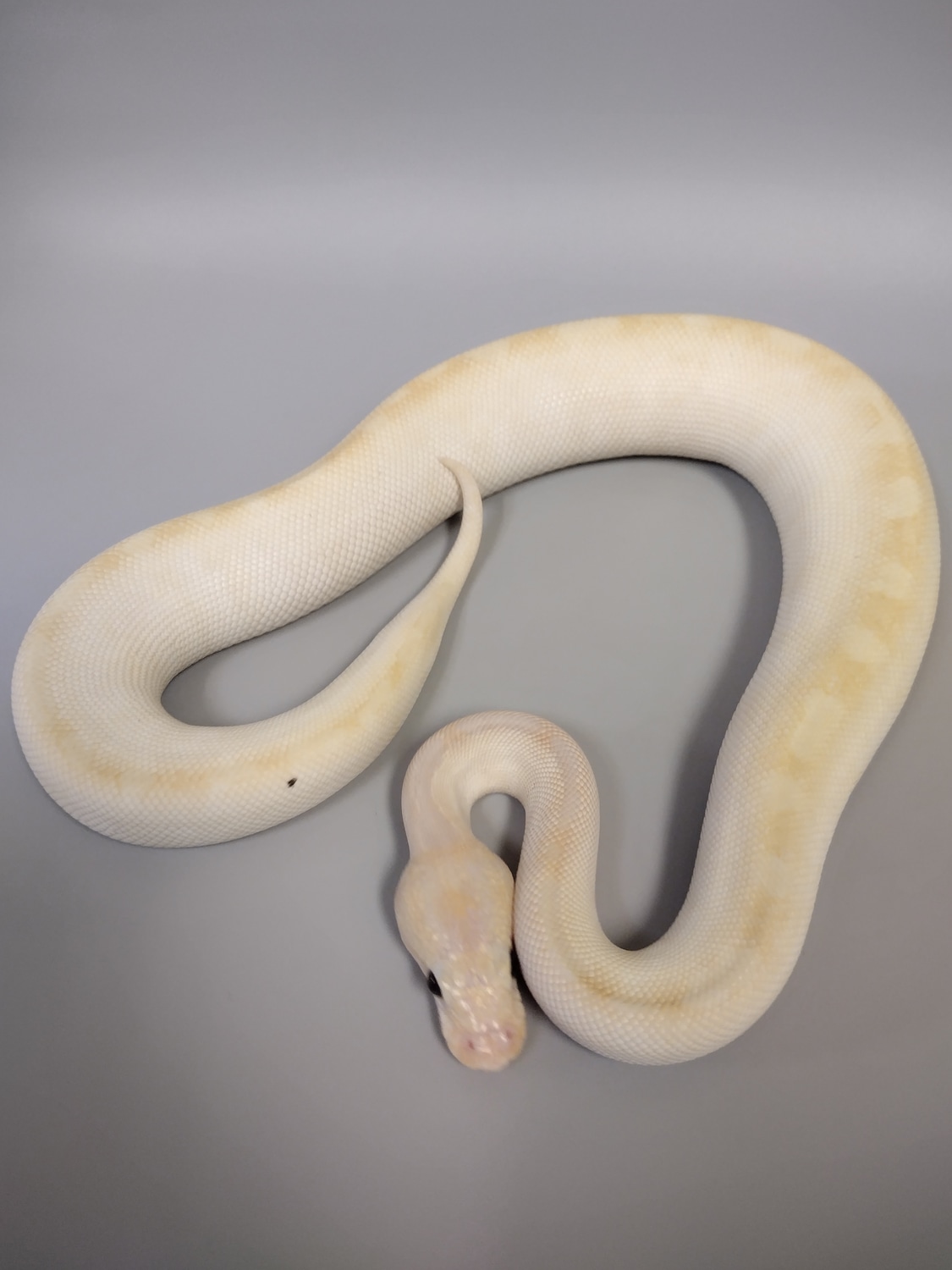 Crystal Russo Ball Python by Beasties a pet store & more - MorphMarket