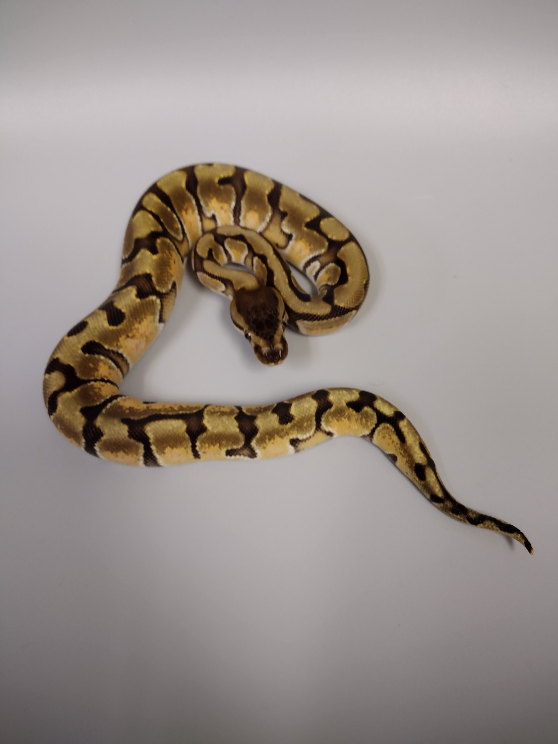 Enchi Hidden Gene Woma Ball Python by Beasties a pet store & more ...