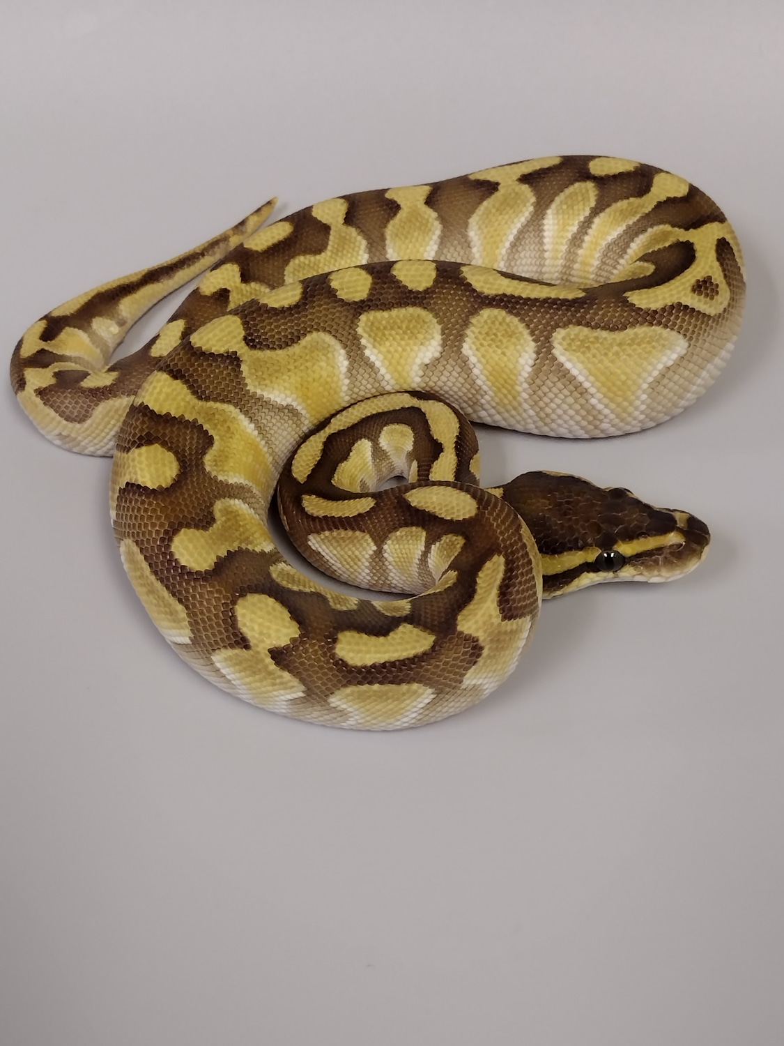 Lesser Enchi Red Stripe Het Clown Ball Python by Beasties a pet store ...
