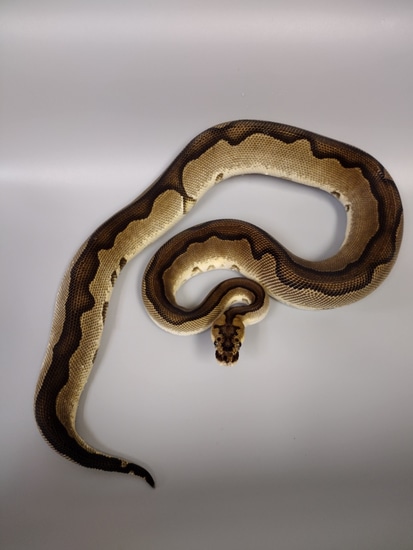 Cinnamon Blade Clown Ball Python by Beasties a pet store & more