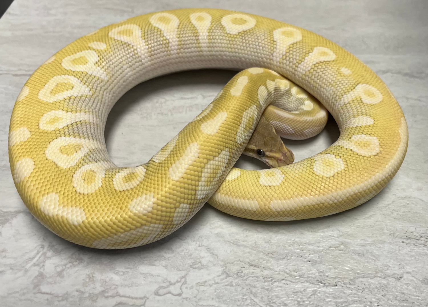 Crystal Juvenile Female Ball Python By Beasties A Pet Store More crystal-juvenile-female-ball-python-by-beasties-a-pet-store-more