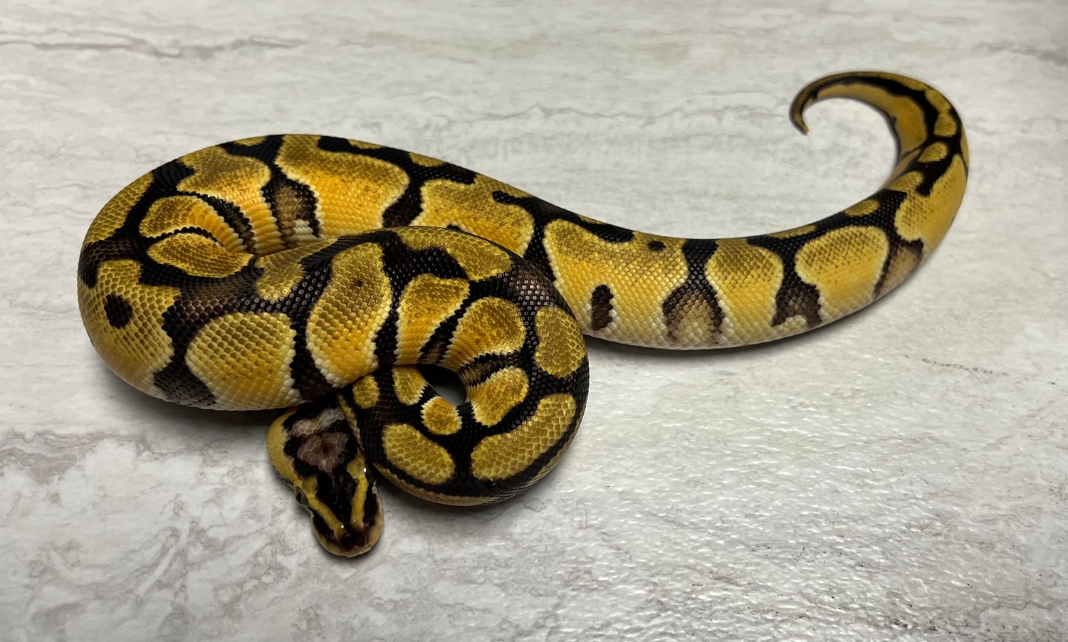 Pastel Leopard Enchi PH Cryptic/Clown Ball Python by Beasties a pet ...