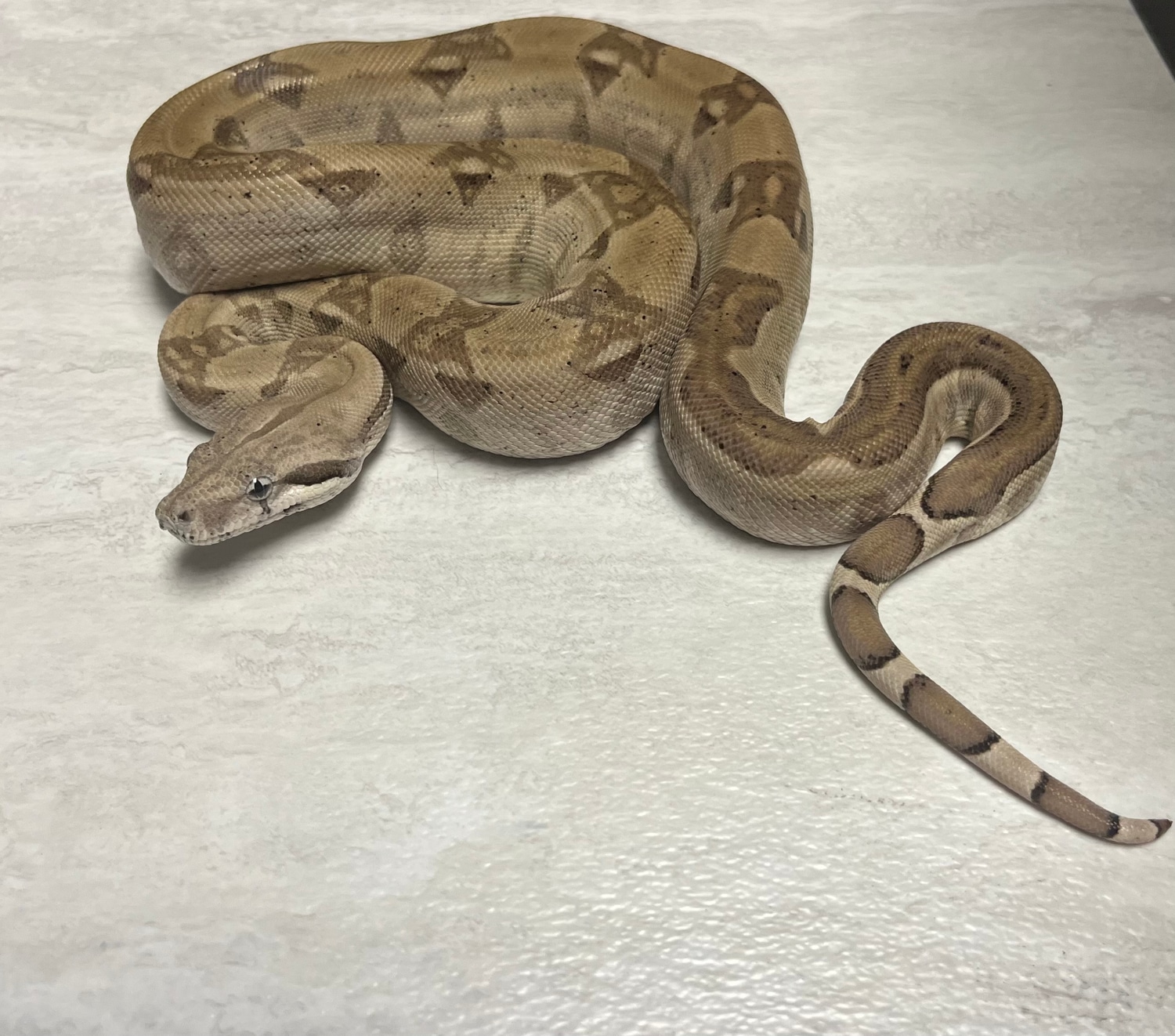 Ghost Jungle PH Kahl Boa Boa Constrictor by Beasties a pet store & more ...