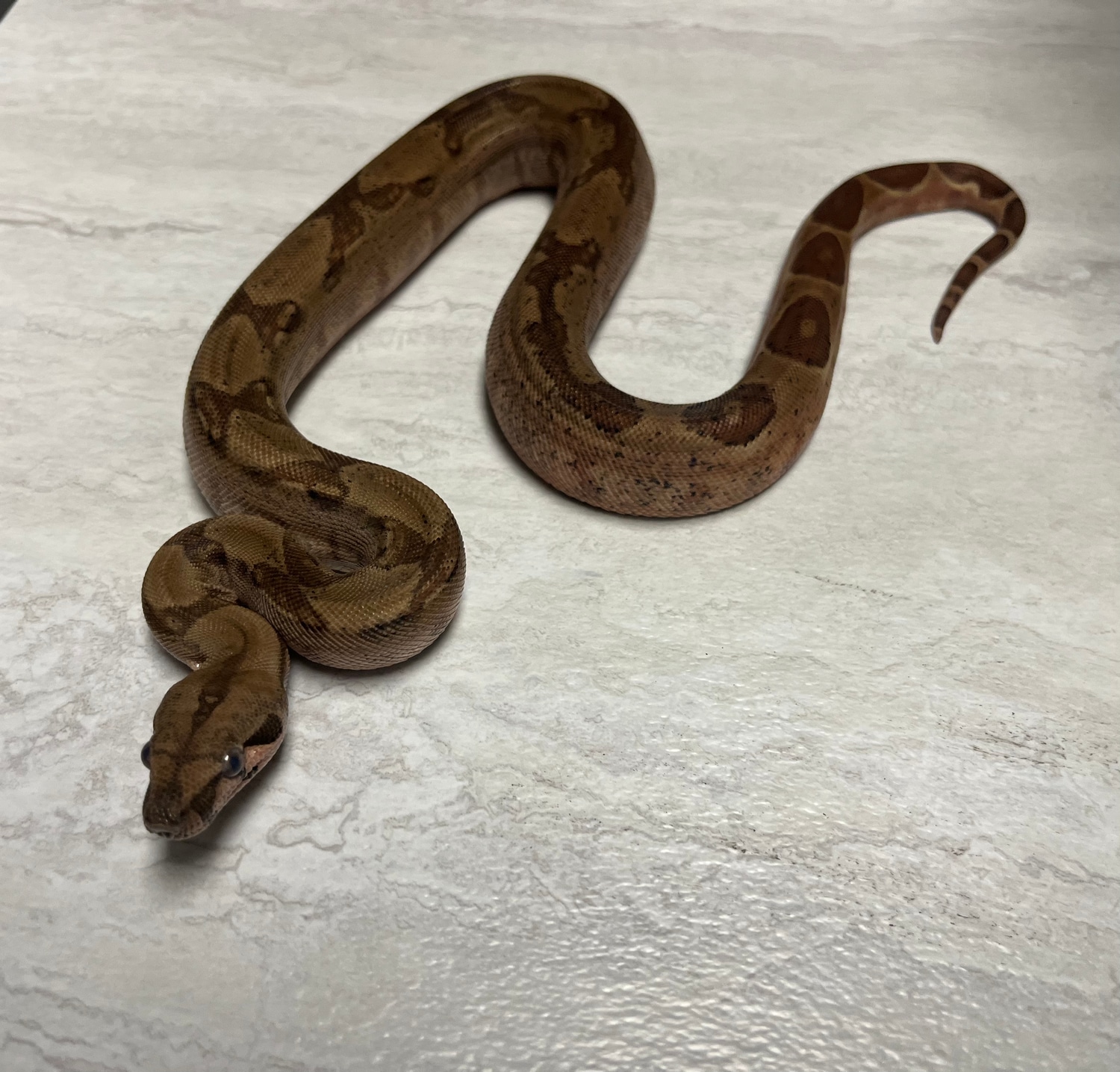 Hypo Jungle PDH Sterling/Leo Boa Boa Constrictor by Beasties a pet ...
