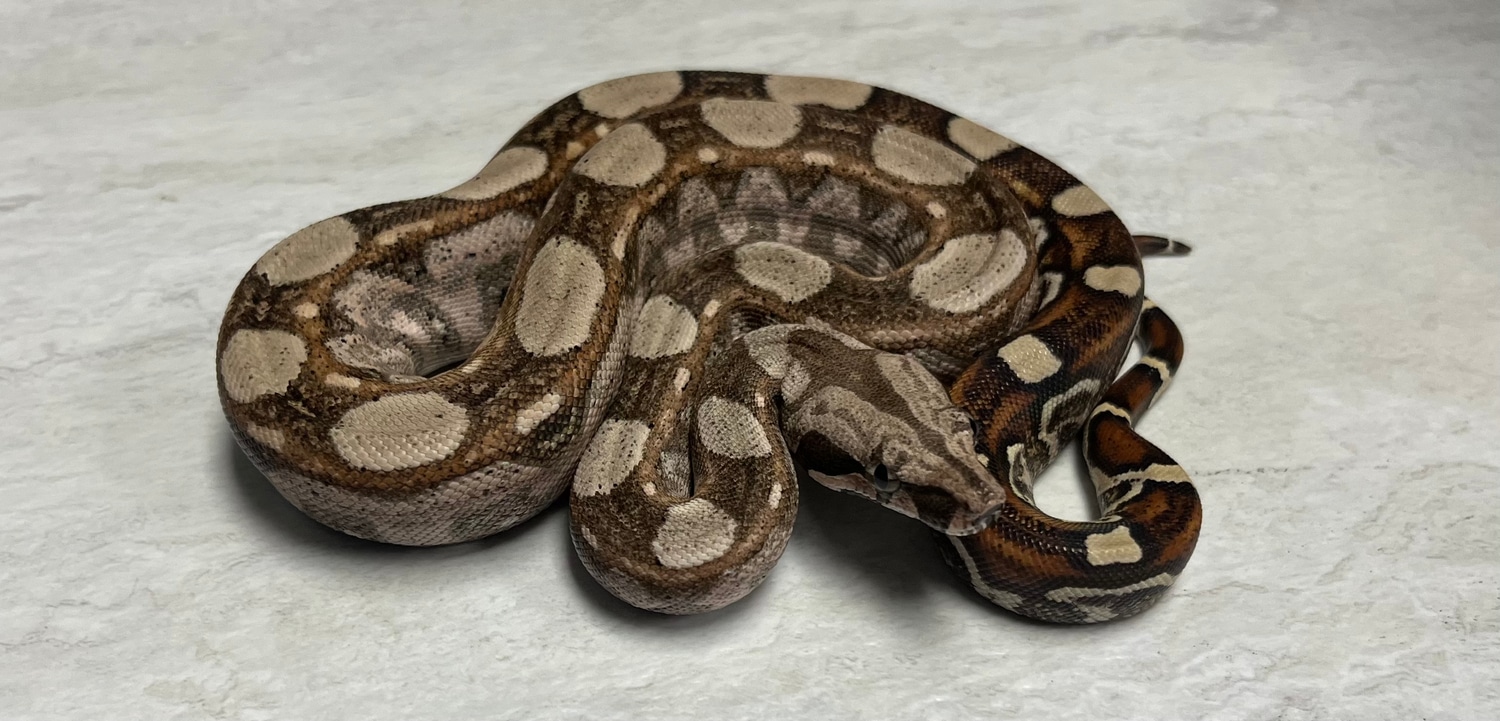 Jungle PDH Sterling/Leo Boa Boa Constrictor by Beasties a pet store ...