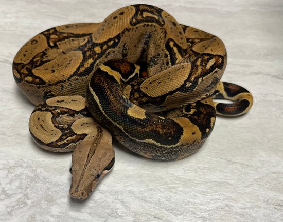 RC Pastel Squaretail Boa Boa Constrictor by Beasties a pet store & more