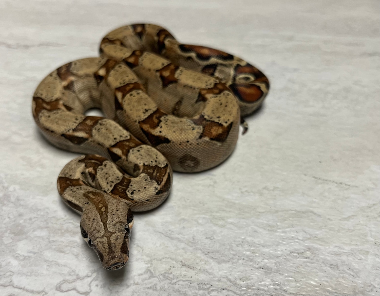 Pink Panther DH VPI Snow Boa Boa Constrictor by Beasties a pet store ...