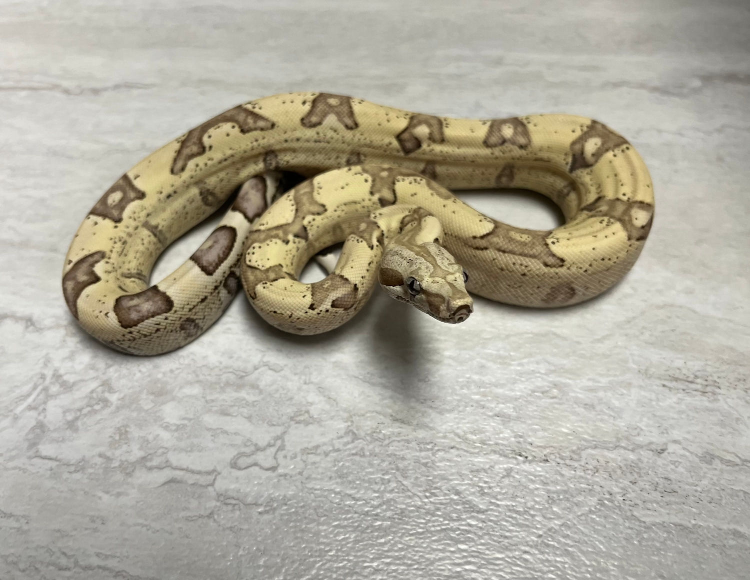 VPI T+ Snow Jungle Boa Boa Constrictor by Beasties a pet store & more ...