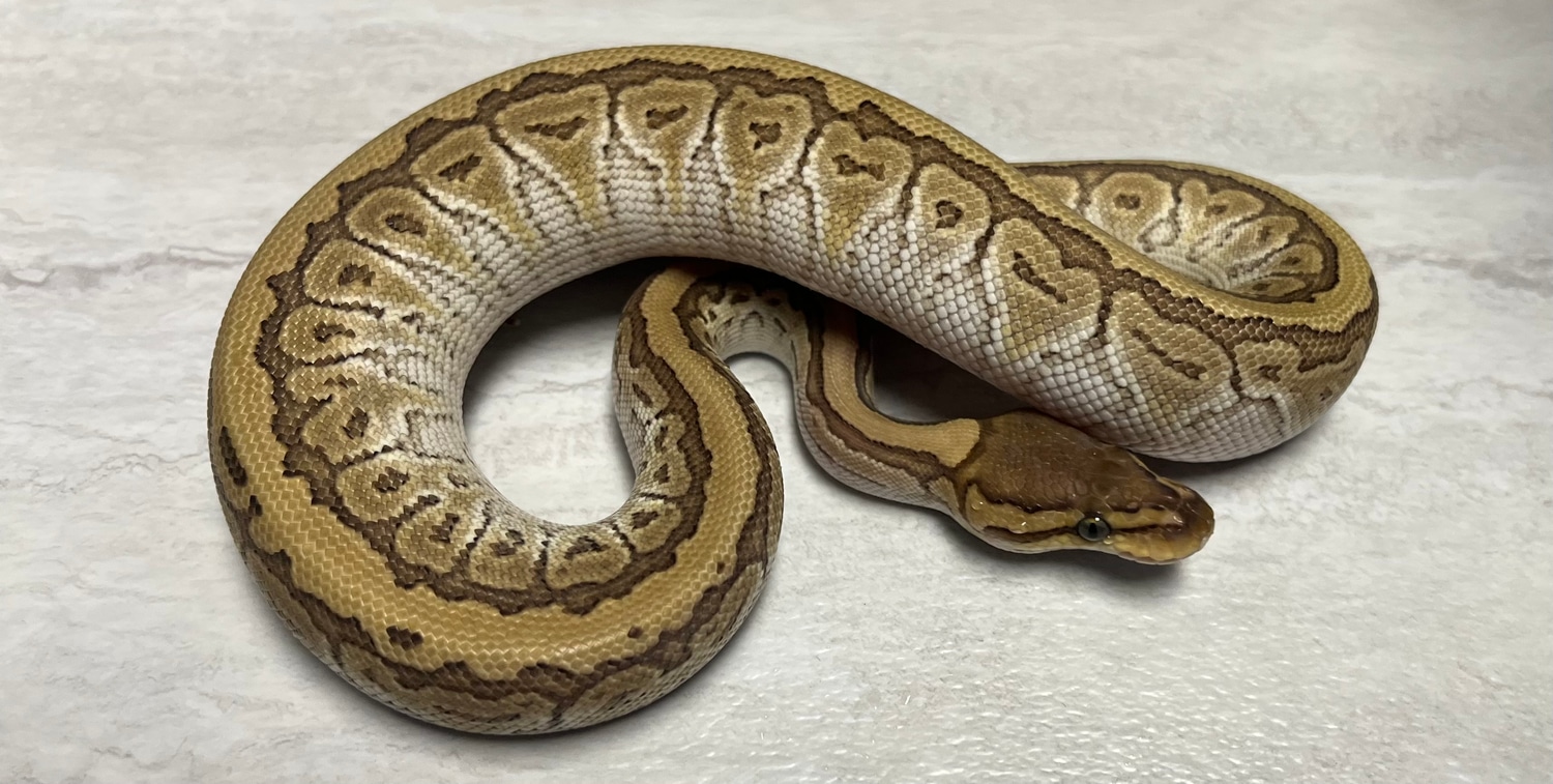 Lesser Pinstripe Redstripe Het Clown Ball Python by Beasties a pet ...
