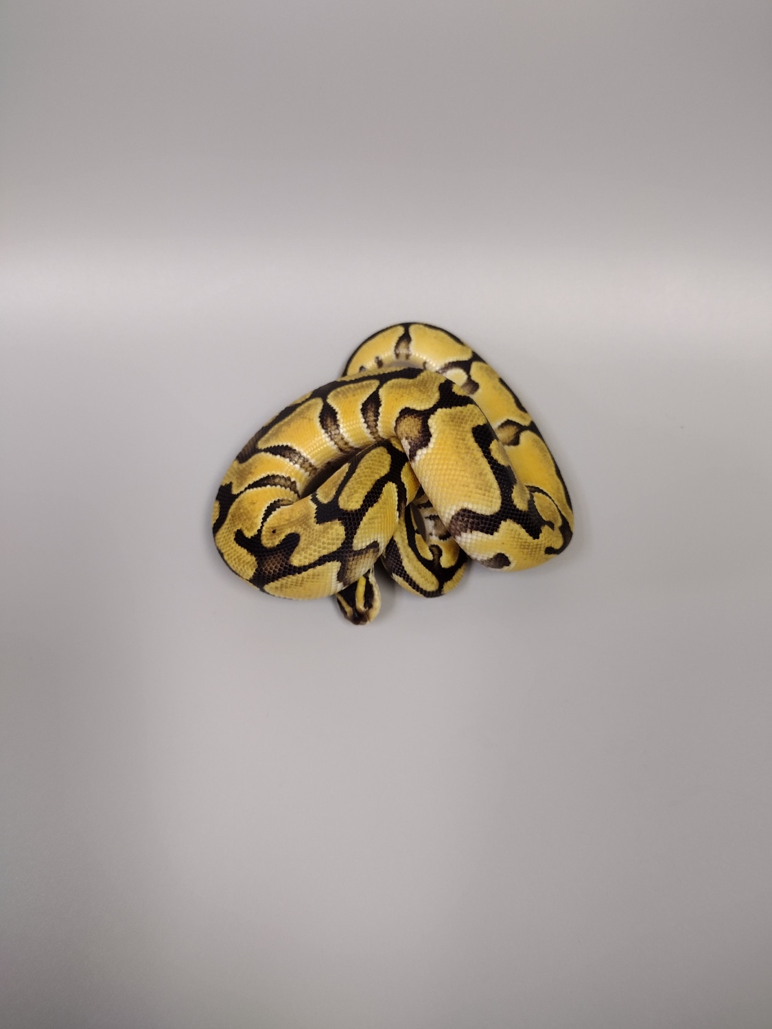 Leopard Enchi Pastel 66% Het Clown/Cryptic Ball Python by Beasties a ...