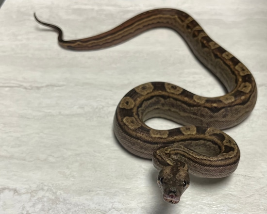 Motley Jungle Boa Boa Constrictor by Beasties a pet store & more