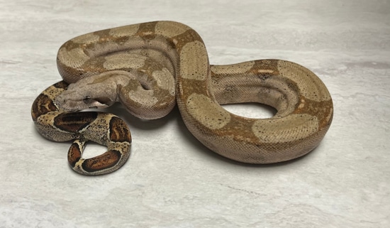 Fire Boa Boa Constrictor by Beasties a pet store & more