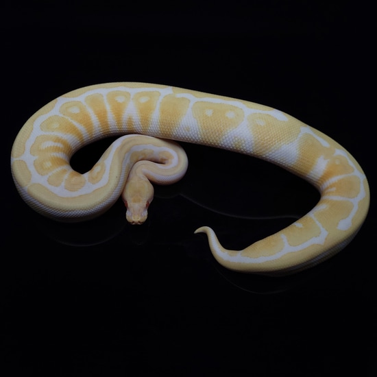 Albino Spotnose Ball Python by Beasties a pet store & more
