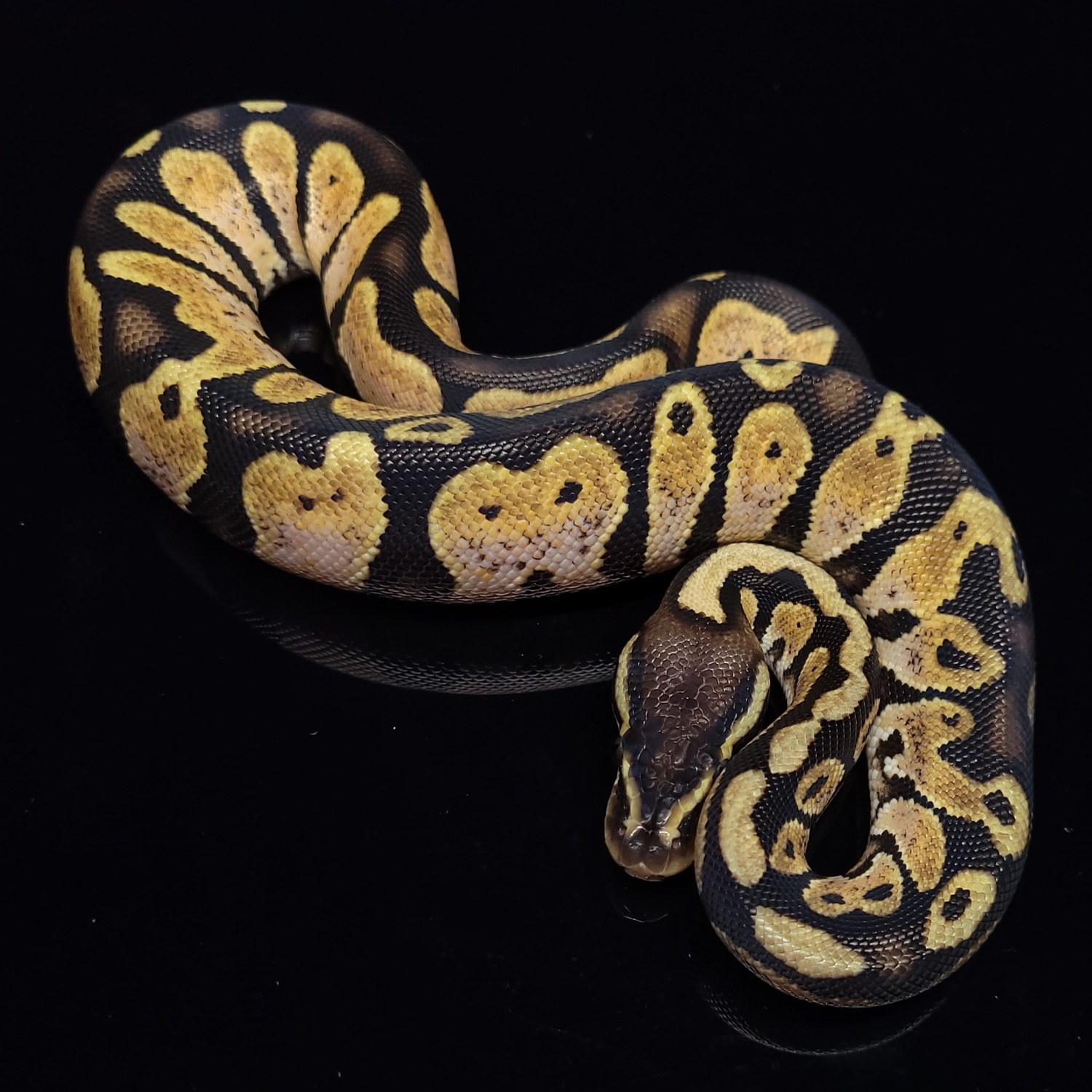 Pastel Calico Ball Python by Beasties a pet store & more - MorphMarket