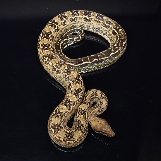 Leopard Boa Boa Constrictor by Beasties a pet store & more