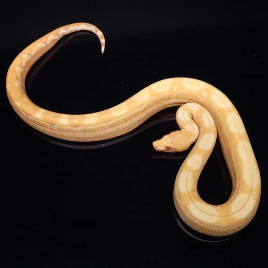 Sun Dragon Pos. Visual VPI T+ Boa Boa Constrictor by Beasties a pet ...