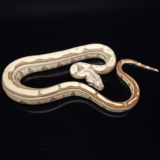 Labyrinth Jungle Key West 66% Het Sharp Albino Boa Boa Constrictor by ...