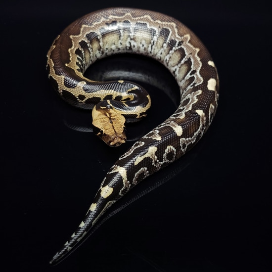 Black Blood Python Sumatran Short-Tailed Python by Beasties a pet store ...