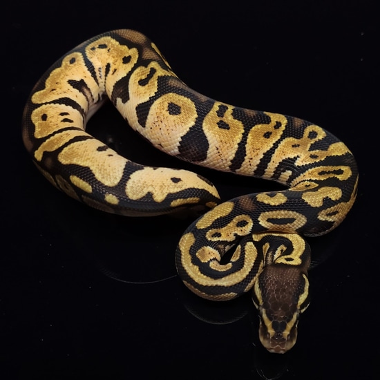 Pastel Granite Ball Python by Beasties a pet store & more