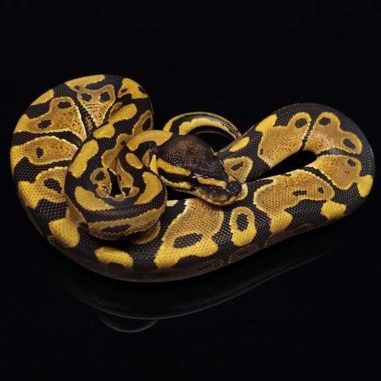 Wild Type Het Ultramel Ball Python by Beasties a pet store & more