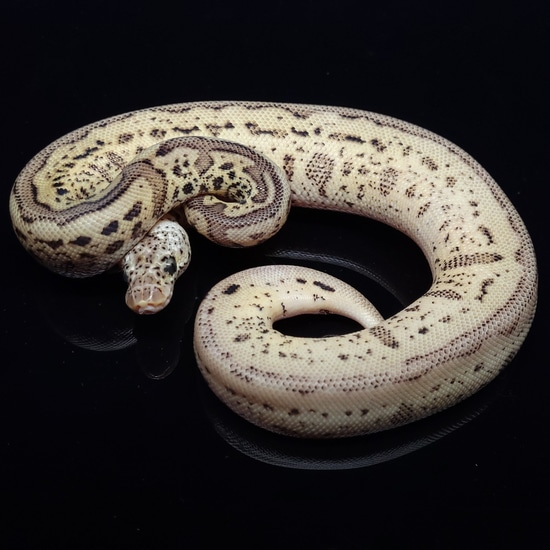 Pastel Batman Stranger Confusion Ball Python by Beasties a pet store & more