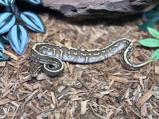 1.0 Lesser Leopard Stranger Ph Clown Ball Python by Beasties a pet ...