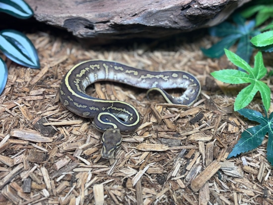 0.1 Leopard Lesser Stranger Ph Clown Ball Python by Beasties a pet ...