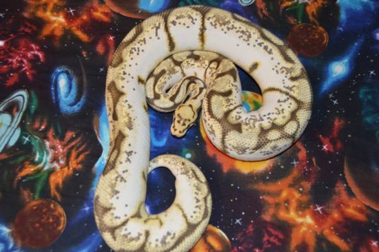 Calibee Ball Python by Beast Mode Reptiles's Store