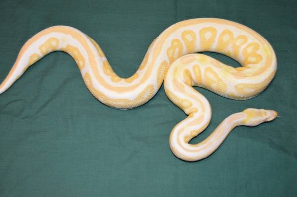 Black Pastel Albino Ball Python by Beast Mode Reptiles's Store ...
