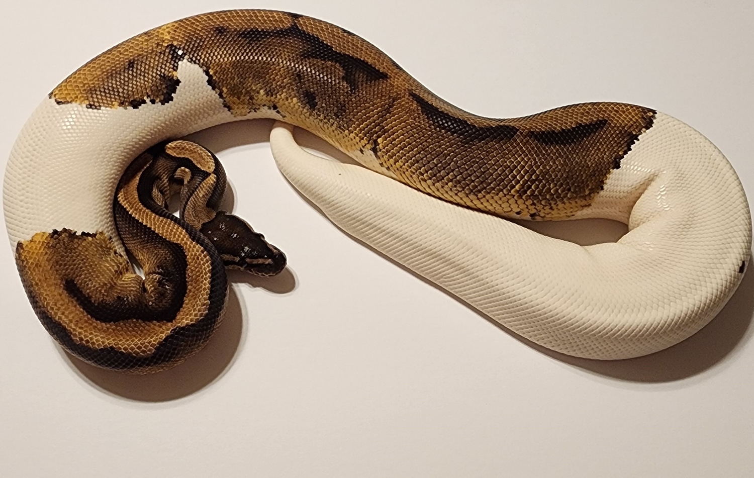 Pied Ball Python by Beast Mode Reptiles's Store - MorphMarket