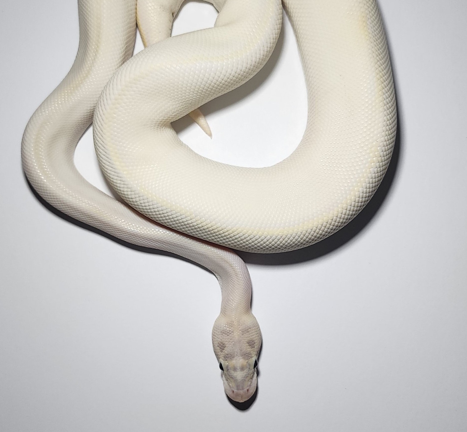 Ivory Orange Dream Possible Fire Ball Python by Beast Mode Reptiles's ...