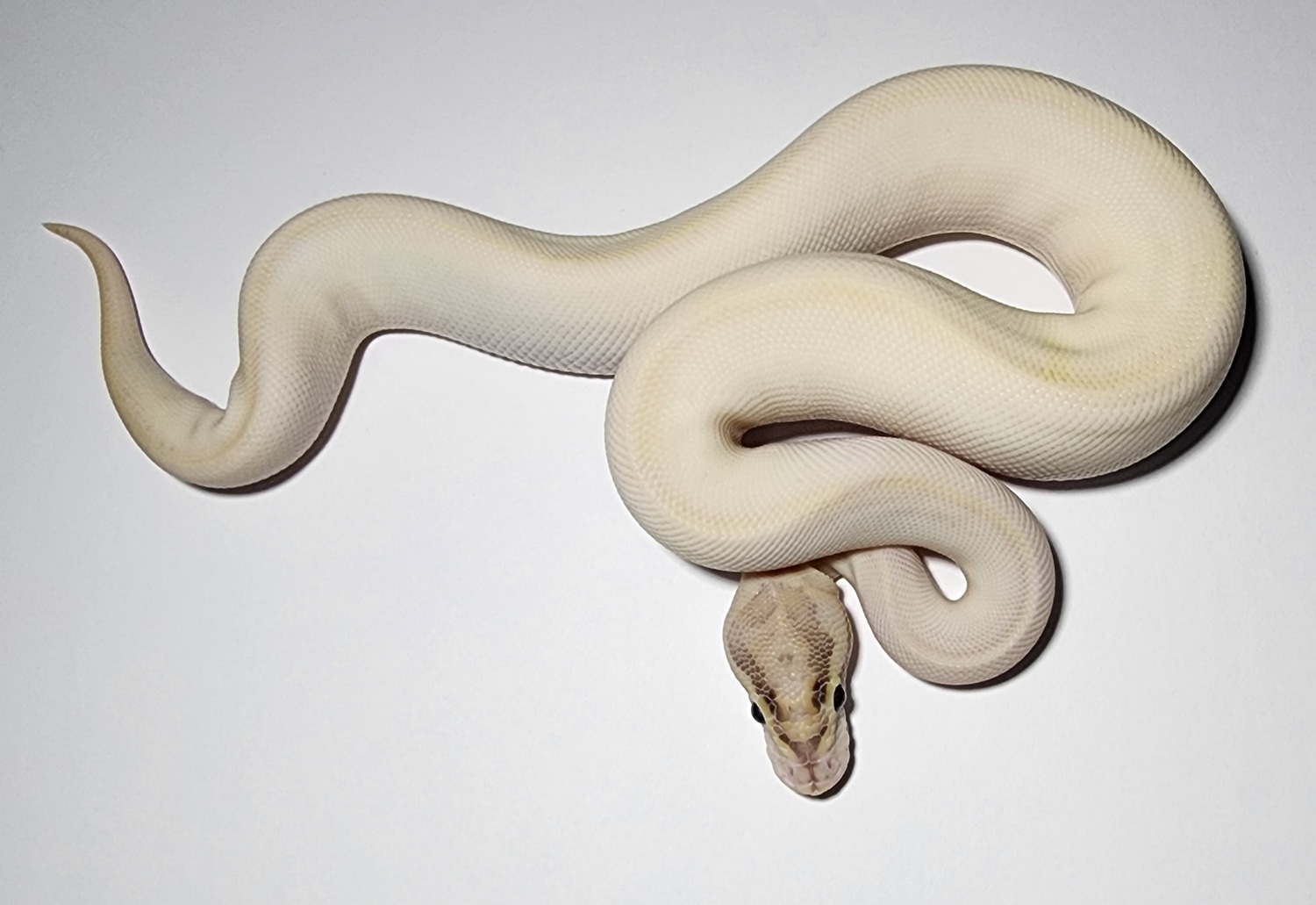 Ivory Orange Dream Possible Fire Ball Python by Beast Mode Reptiles's ...