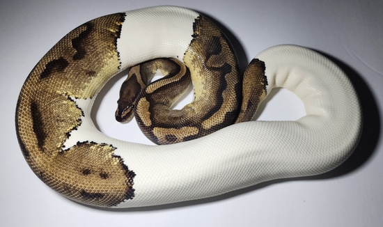 Smiley Faced Pied Ball Python by Beast Mode Reptiles's Store