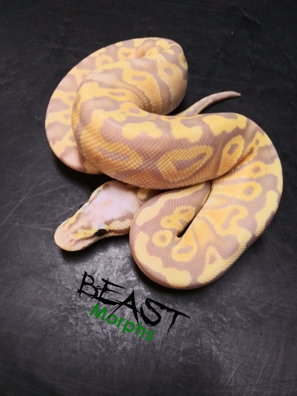 Banana Firefly Het Clown Ball Python by Beast Morphs - MorphMarket