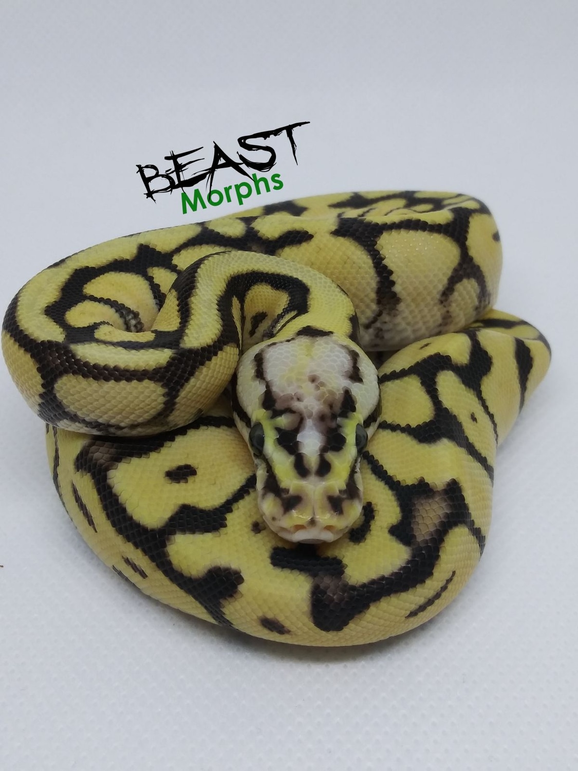 Bumblebee Het Clown Ball Python by Beast Morphs - MorphMarket