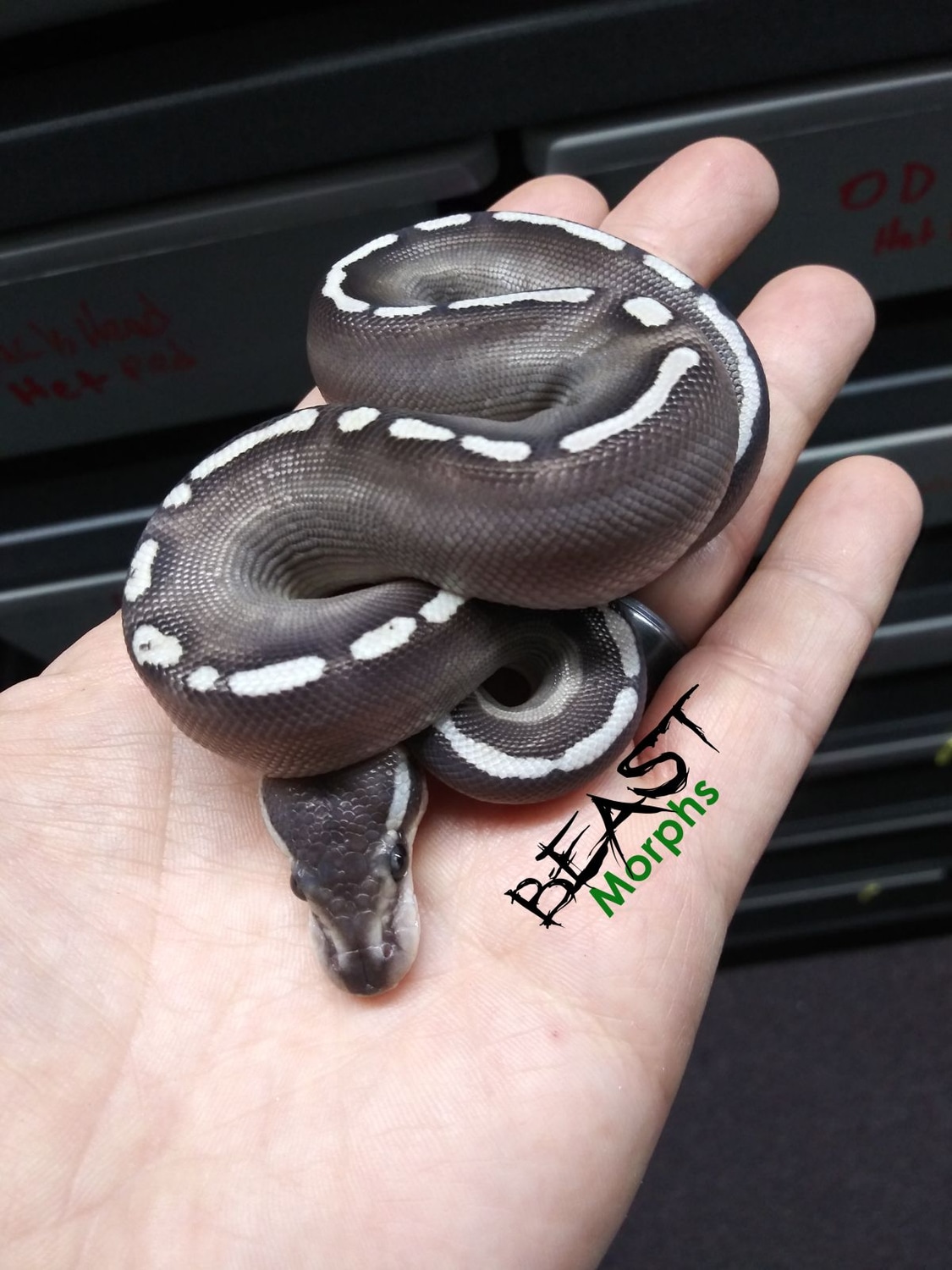 Ghi Black Pastel Butter Het Desert Ghost Ball Python by Beast Morphs ...