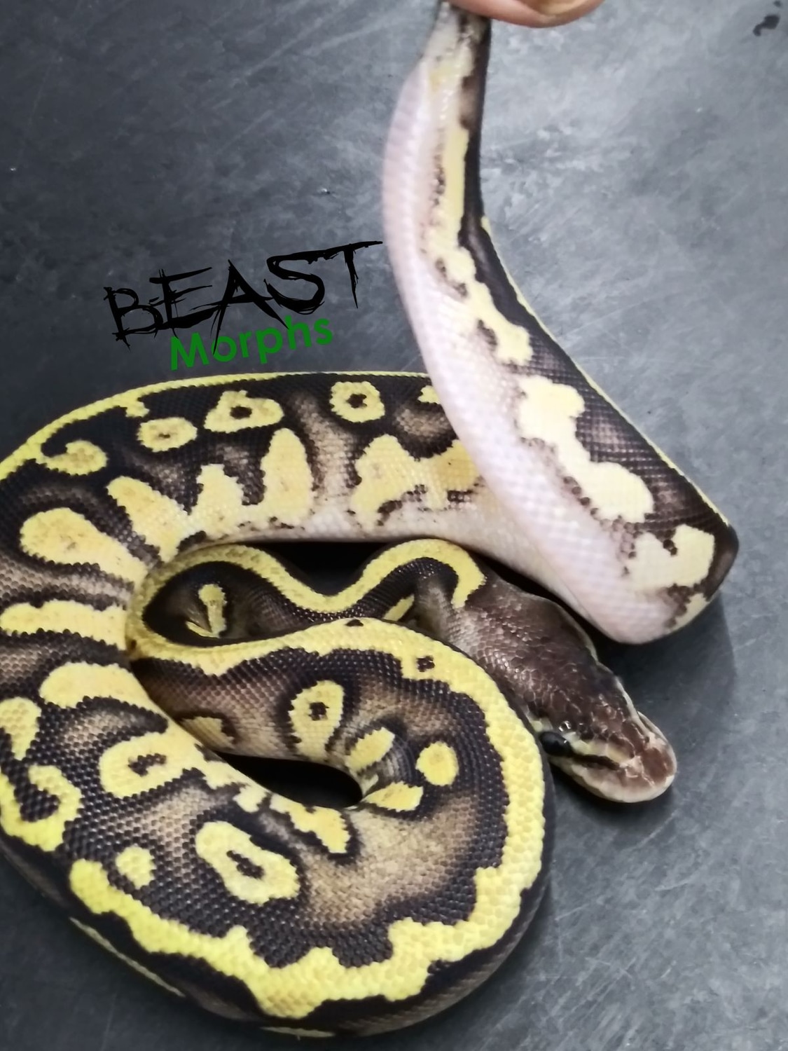 Mahogany Pastel Pos YB 50% Het Pied Ball Python by Beast Morphs ...