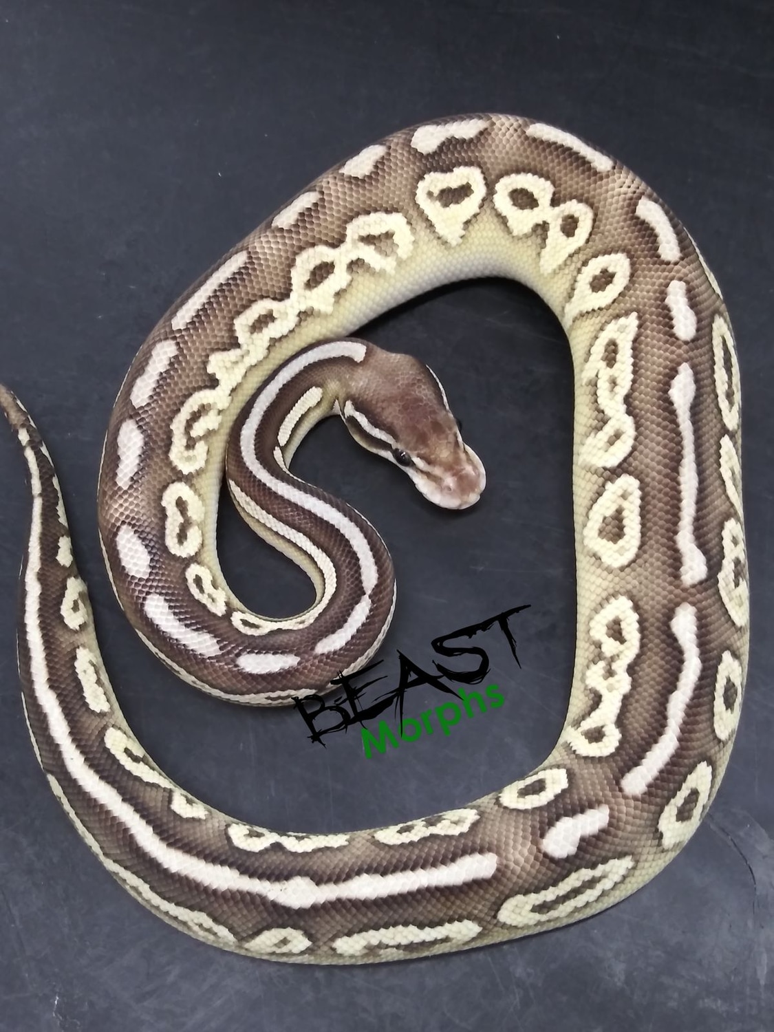 Black Pewter Het Desert Ghost Ball Python by Beast Morphs - MorphMarket