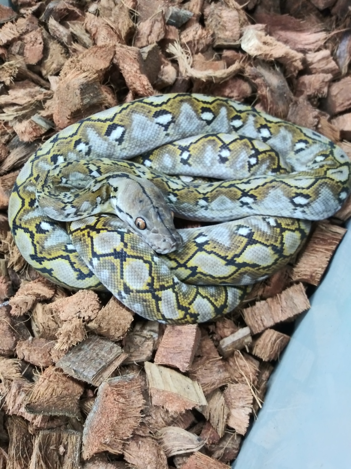 100% Superdwarf Kalatoa Reticulated Python by Beast Morphs - MorphMarket