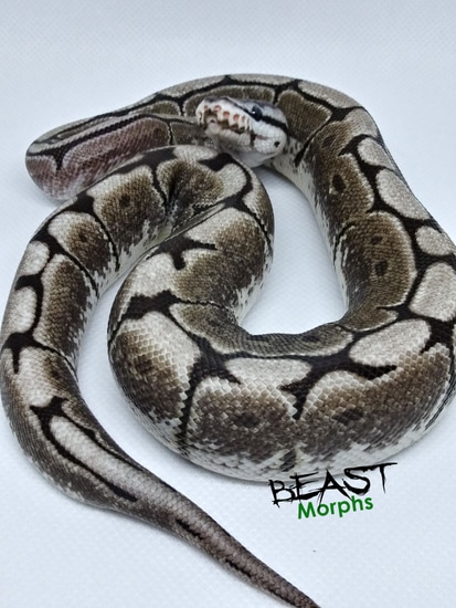 VPI Axanthic Spider Ball Python by Beast Morphs