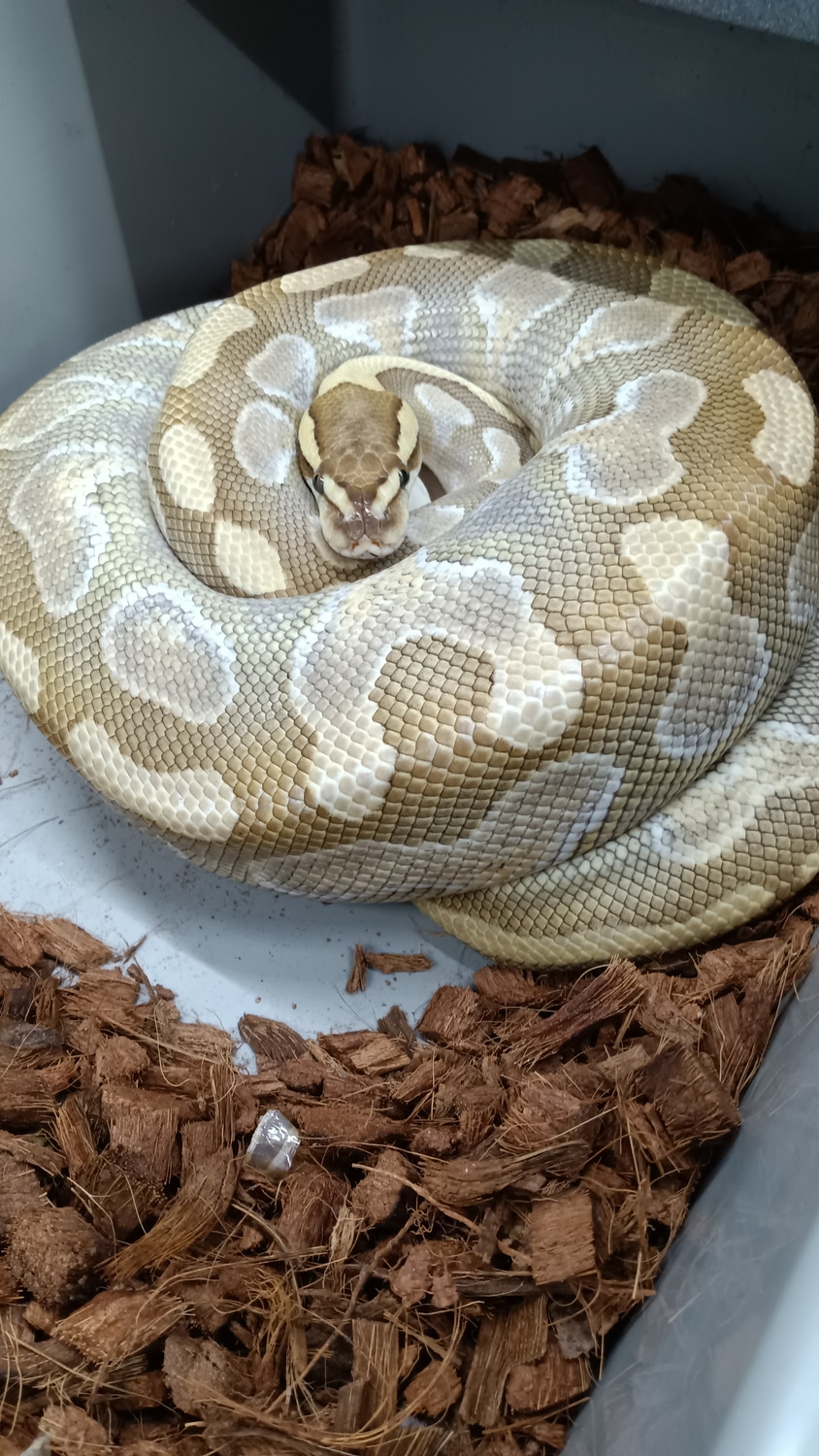 Enchi Lesser Het Clown Ball Python by Beast Morphs - MorphMarket