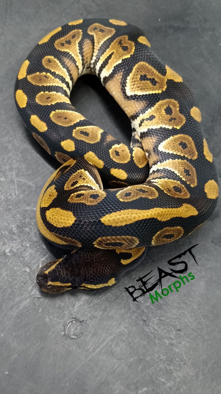 Blackhead 100% Het Orange Ghost Ball Python by Beast Morphs - MorphMarket