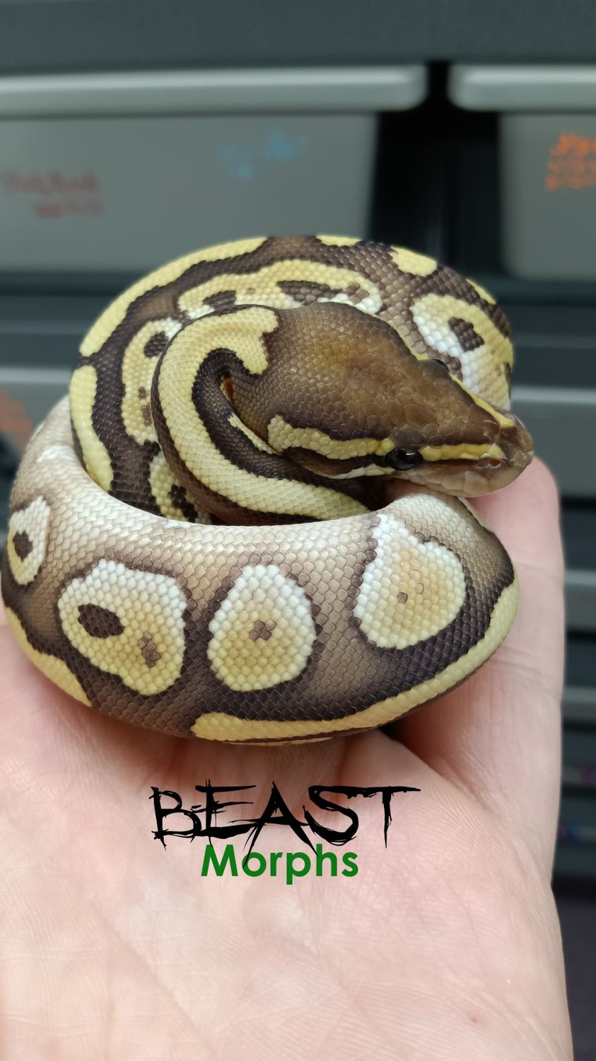 Lesser 100% Het Orange Ghost Ball Python by Beast Morphs - MorphMarket