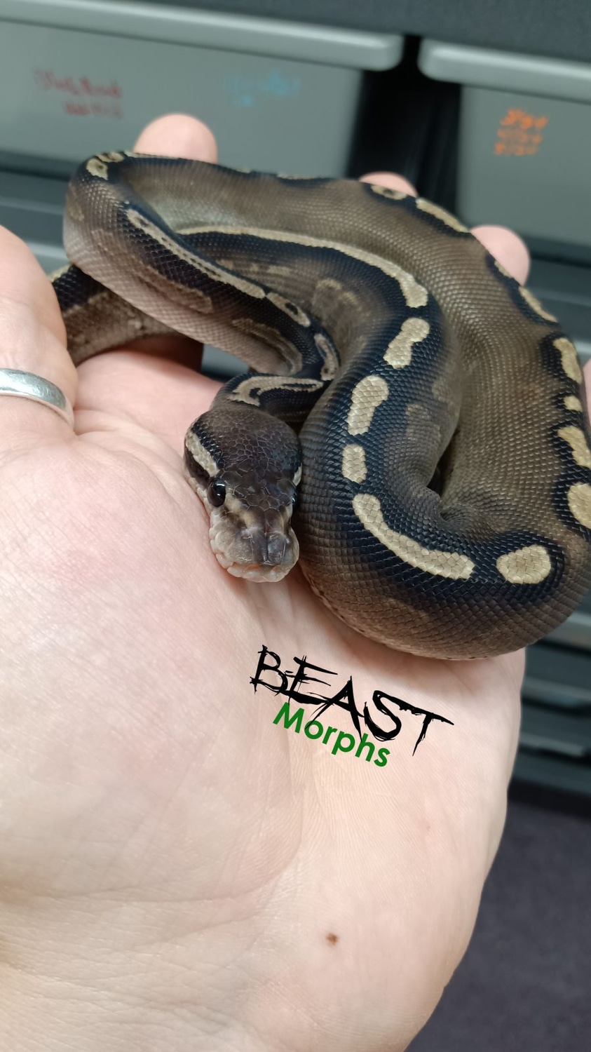 GHI Black Pastel Het Desert Ghost 50% Het Pied Ball Python by Beast ...