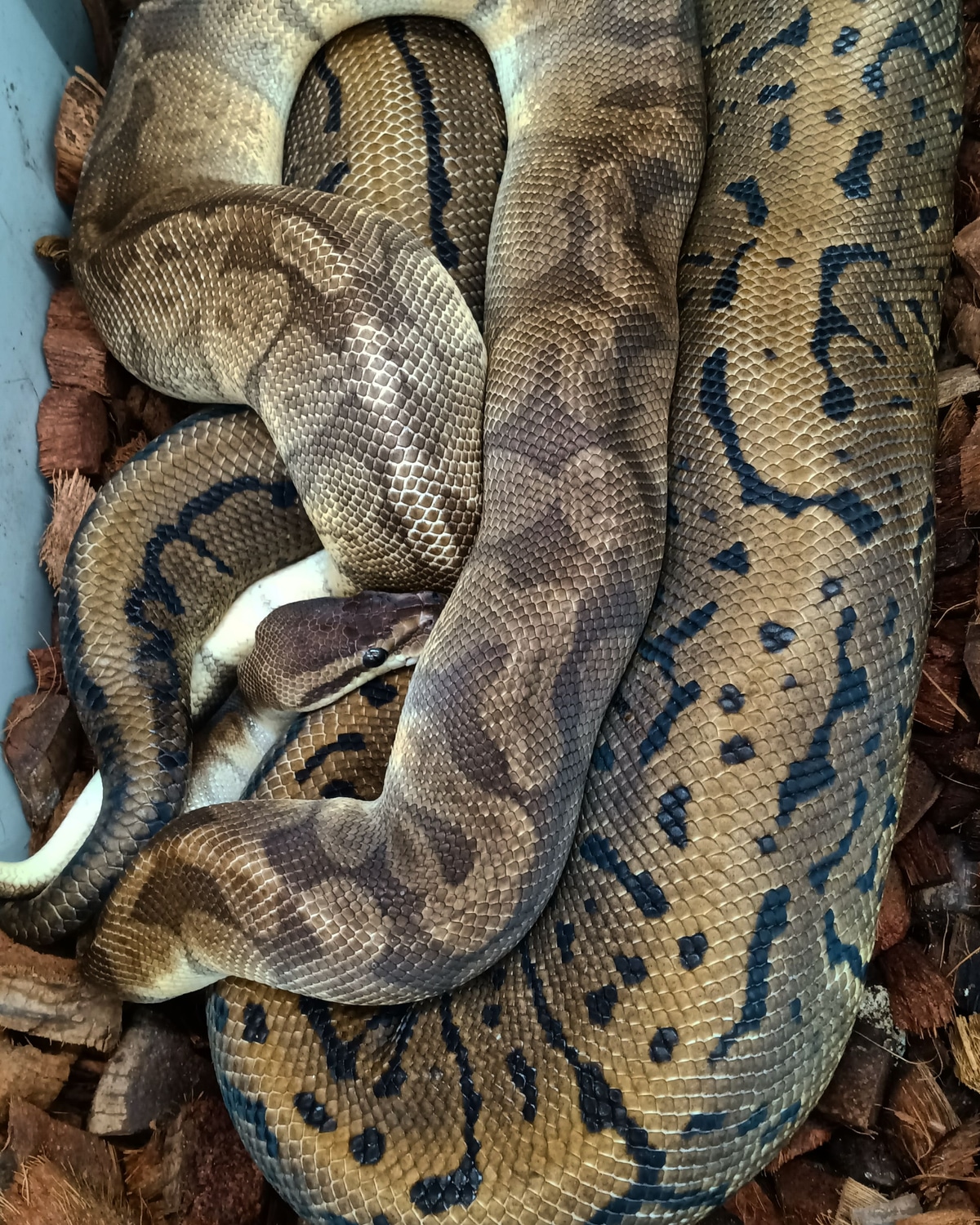 Sunset Ball Python by Beast Morphs - MorphMarket