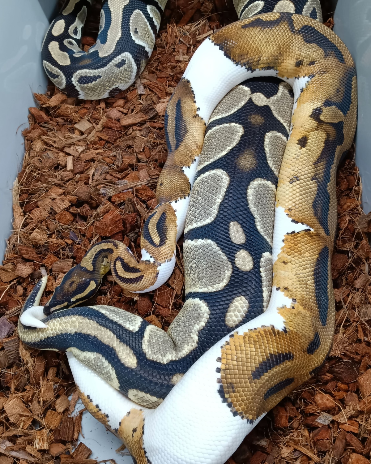 Ball Python Clutch: 22-07-odpiedxodhet2 by Beast Morphs - MorphMarket