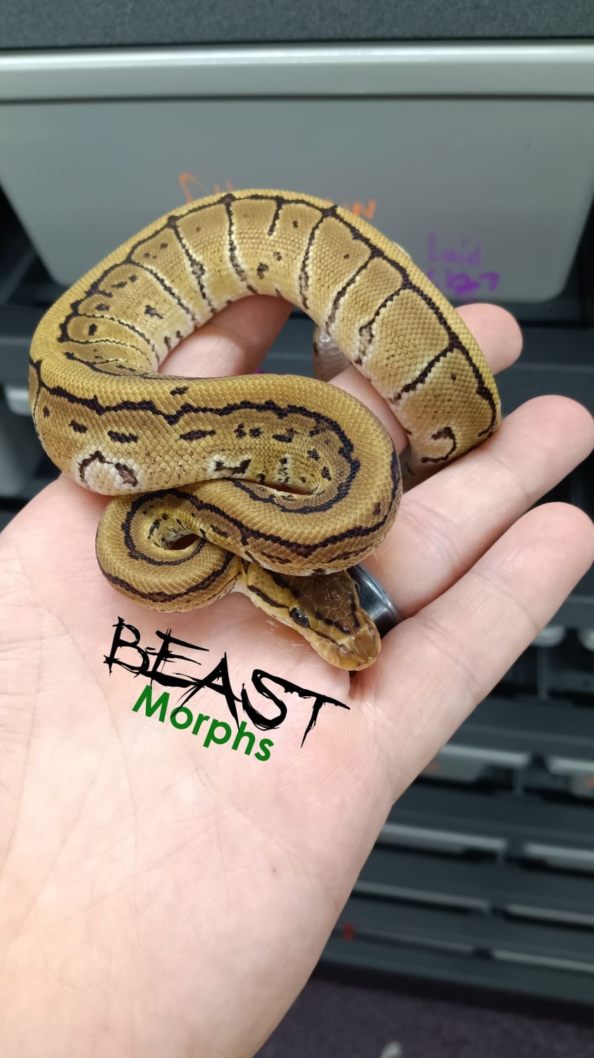 Pinstripe 100% DH Clown Desert Ghost 50% Het Axanthic Vpi Ball Python ...
