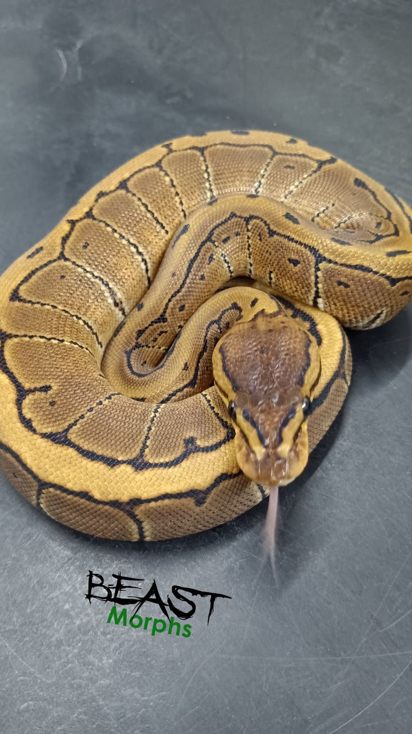 Pinstripe 100% Het Sunset Ball Python by Beast Morphs - MorphMarket
